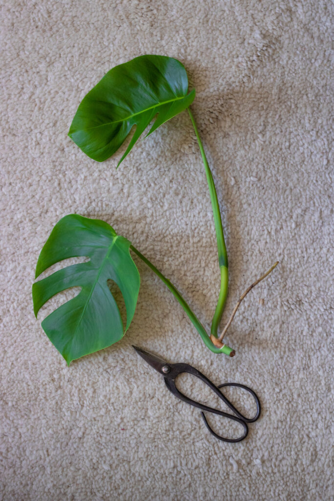 Monstera einfach & schnell vermehren • Laurel Koeniger